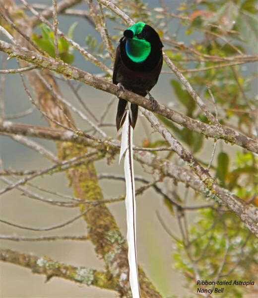 Ribbon-tailed Astrapia | Unsung Animals Wiki | Fandom