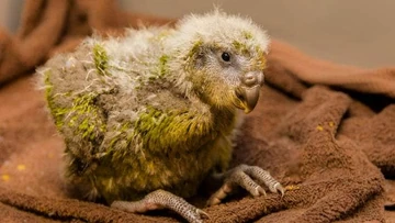 Kākāpō | Unsung Animals Wiki | Fandom