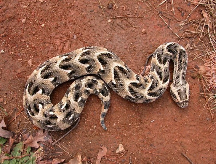 Puff Adder | Unsung Animals Wiki | Fandom