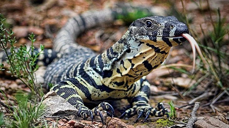 Lace Monitor (Tree Goanna) | Unsung Animals Wiki | Fandom