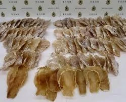 Totoaba | Unsung Animals Wiki | Fandom