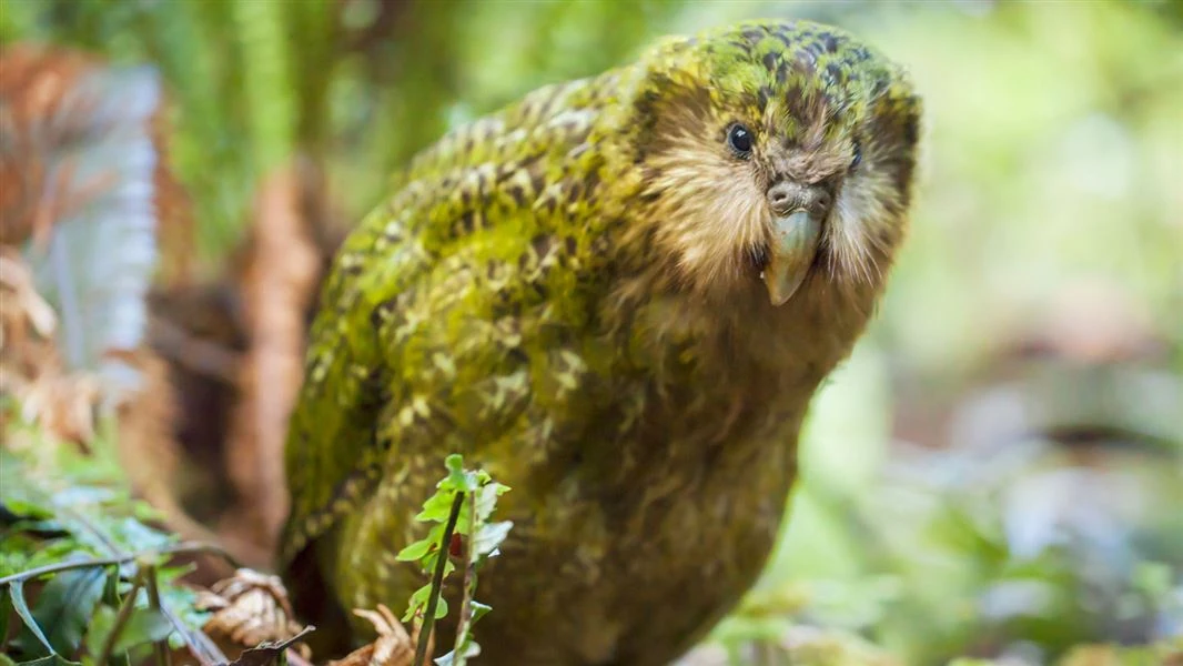 Kākāpō | Unsung Animals Wiki | Fandom