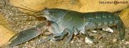 Common Yabby | Unsung Animals Wiki | Fandom