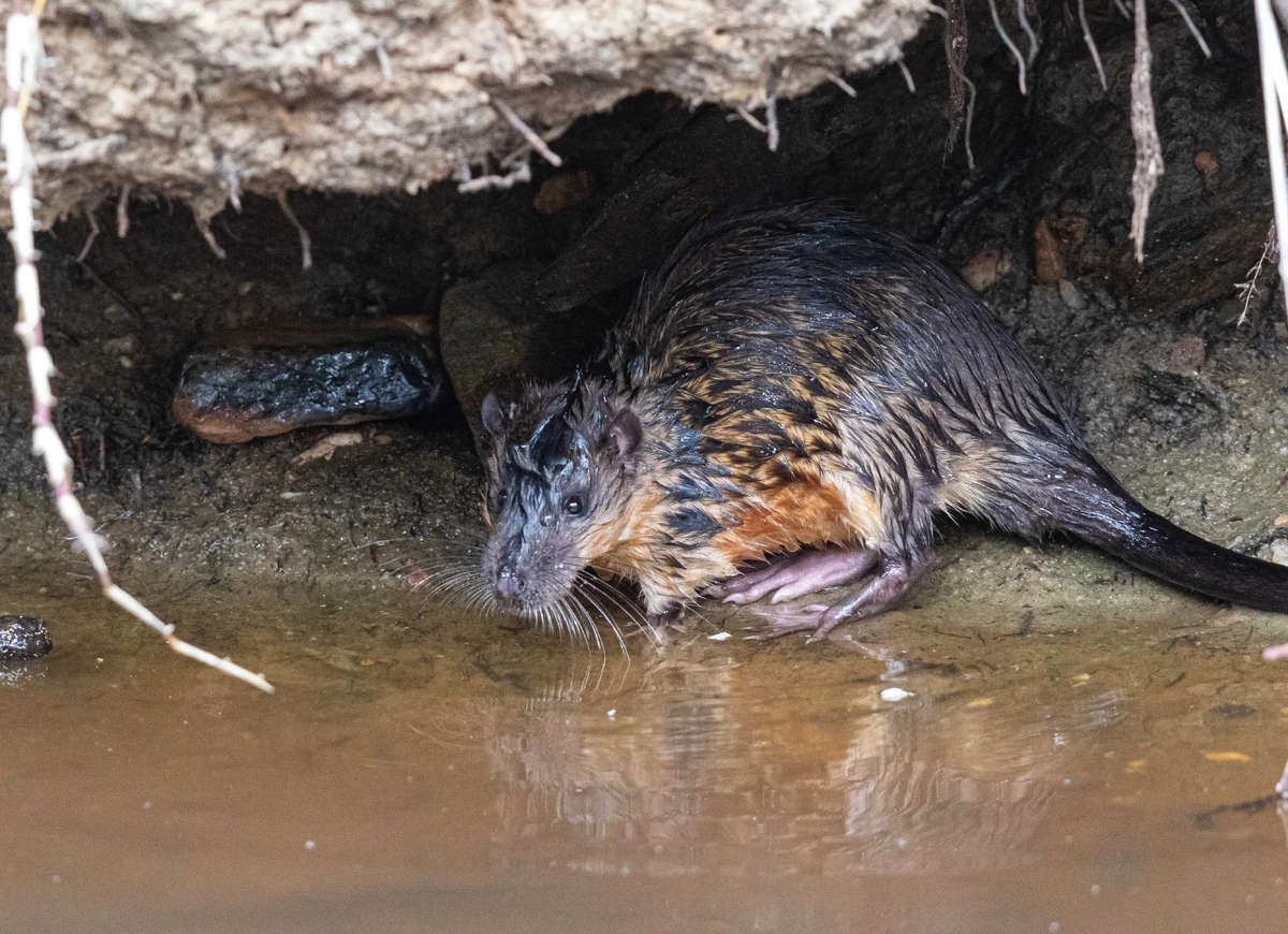 Rakali (Common Water-rat) | Unsung Animals Wiki | Fandom