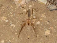 Egyptian Giant Camel Spider | Unsung Animals Wiki | Fandom