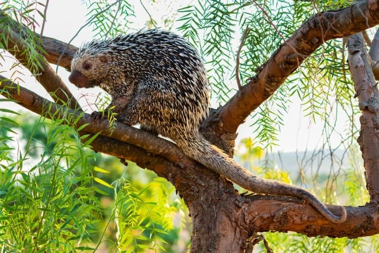 Brazilian Porcupine | Unsung Animals Wiki | Fandom