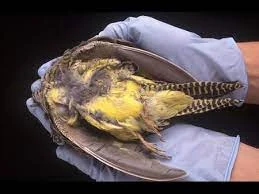 Night Parrot | Unsung Animals Wiki | Fandom