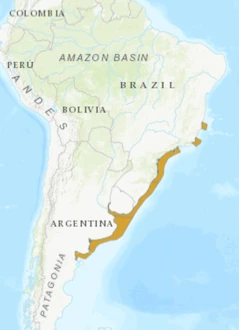 La Plata Dolphin | Unsung Animals Wiki | Fandom