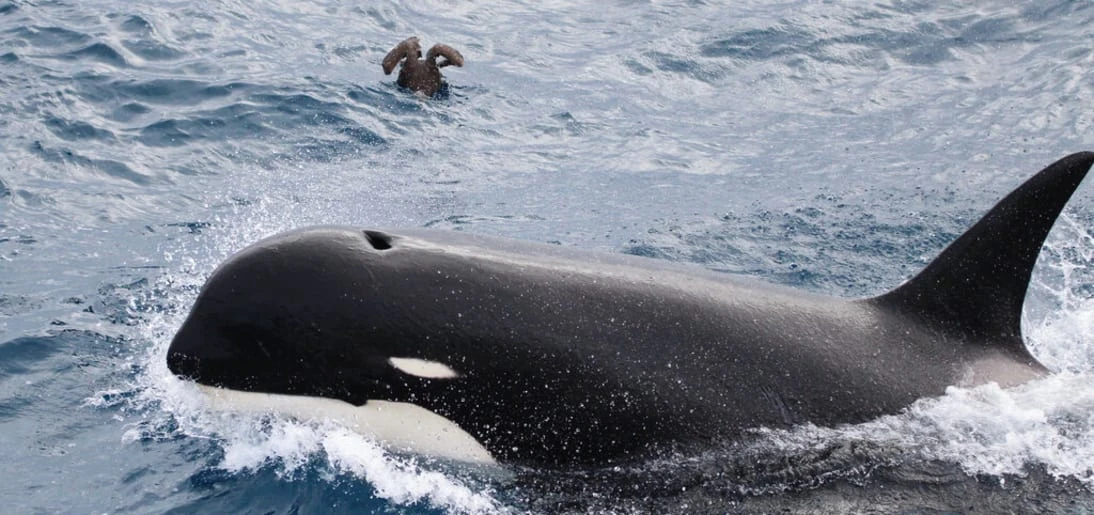 Subantarctic Killer Whale | Unsung Animals Wiki | Fandom
