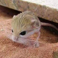 Baluchistan Pygmy Jerboa | Unsung Animals Wiki | Fandom