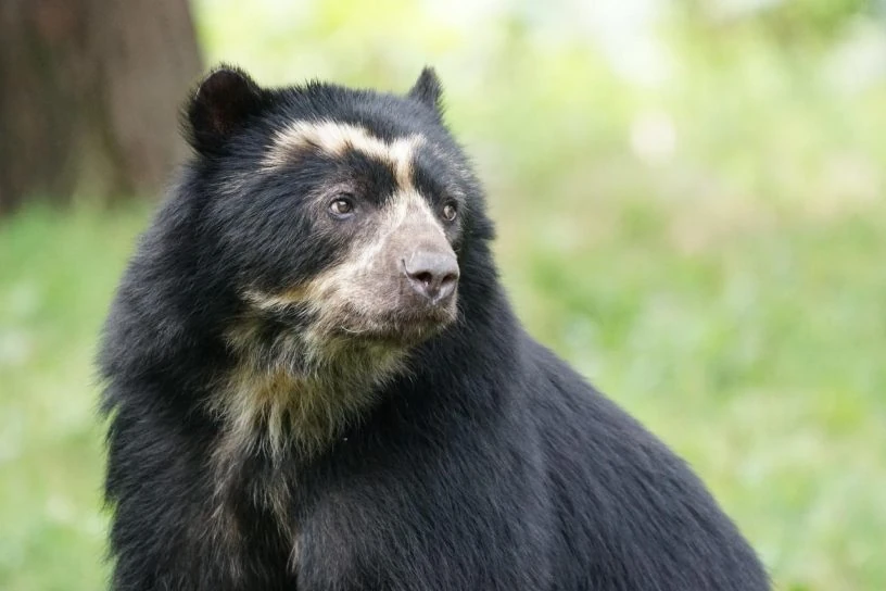 Spectacled Bear | Unsung Animals Wiki | Fandom