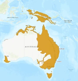 Rakali (Common Water-rat) | Unsung Animals Wiki | Fandom