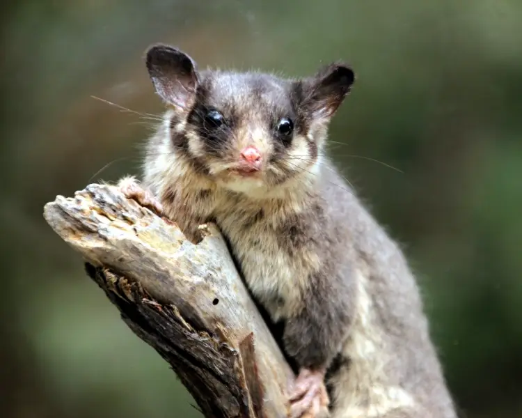 Leadbeater's Possum | Unsung Animals Wiki | Fandom