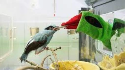 Javan Green Magpie | Unsung Animals Wiki | Fandom