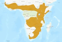 Greater Honeyguide | Unsung Animals Wiki | Fandom