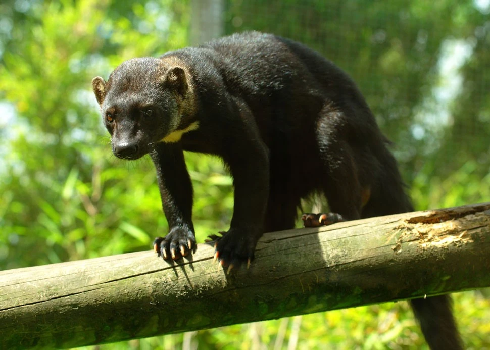 Tayra | Unsung Animals Wiki | Fandom