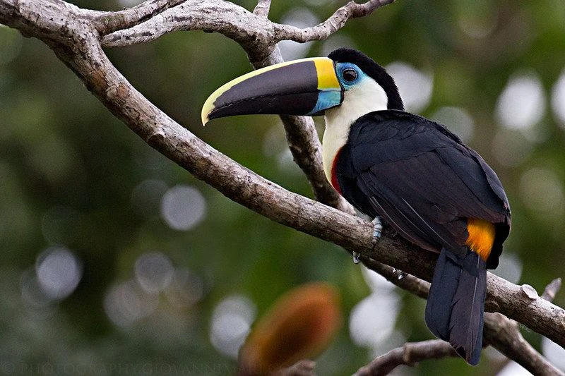 Yellow-ridged Toucan | Unsung Animals Wiki | Fandom