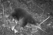 Unsung Animals Wiki | Fandom