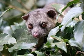 Northern Olingo | Unsung Animals Wiki | Fandom