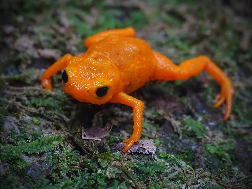 Pumpkin Toadlet | Unsung Animals Wiki | Fandom