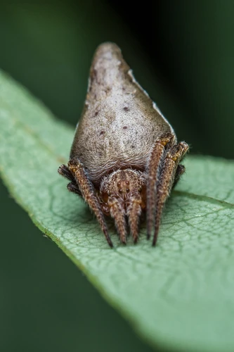 Eriovixia gryffindori | Unsung Animals Wiki | Fandom
