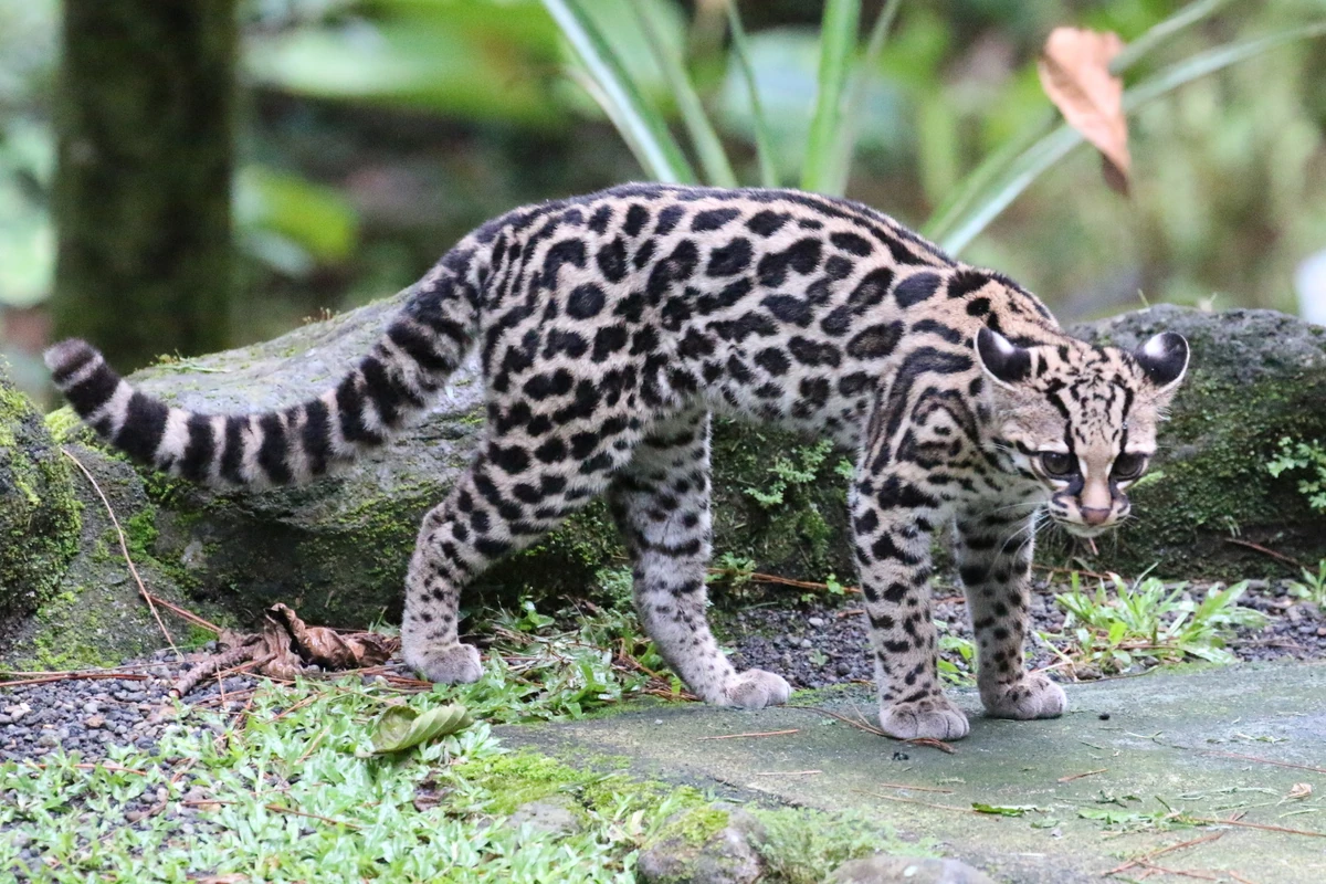 Margay | Unsung Animals Wiki | Fandom