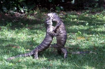 Lace Monitor (Tree Goanna) | Unsung Animals Wiki | Fandom