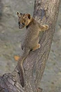 Fossa | Unsung Animals Wiki | Fandom