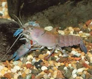 Common Yabby | Unsung Animals Wiki | Fandom