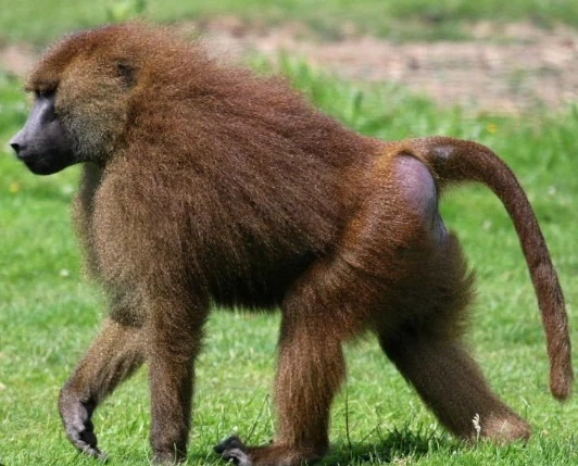 Guinea Baboon | Unsung Animals Wiki | Fandom