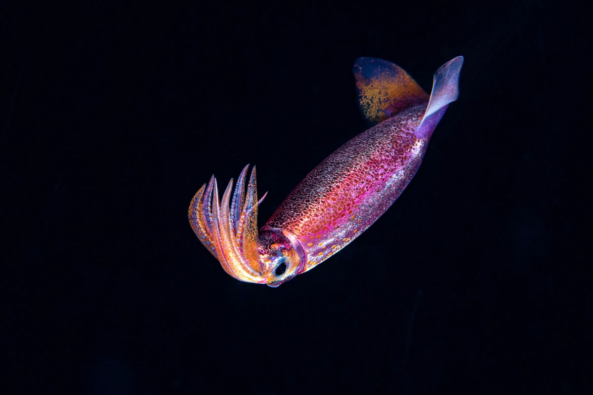 Purpleback Flying Squid | Unsung Animals Wiki | Fandom