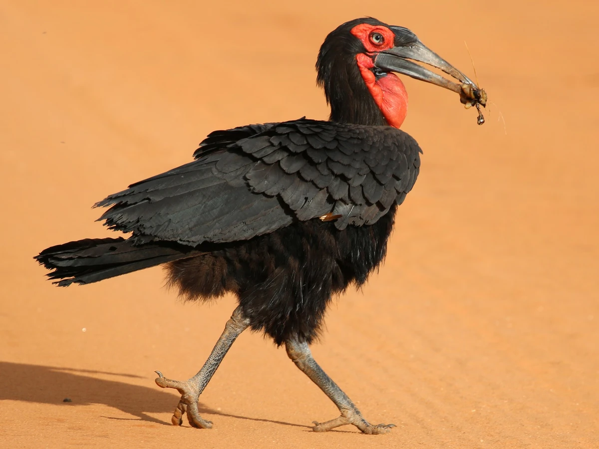 Southern Ground-hornbill | Unsung Animals Wiki | Fandom