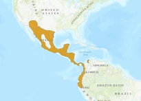 White-nosed Coati | Unsung Animals Wiki | Fandom