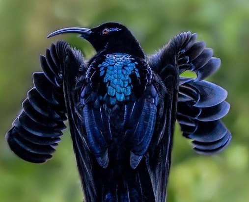 Black Sicklebill | Unsung Animals Wiki | Fandom