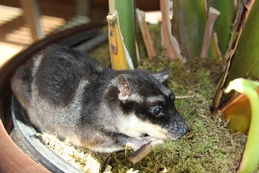 Yapok (Water Opossum) | Unsung Animals Wiki | Fandom