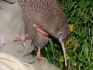 Rowi Kiwi | Unsung Animals Wiki | Fandom