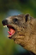 Rock Hyrax | Unsung Animals Wiki | Fandom