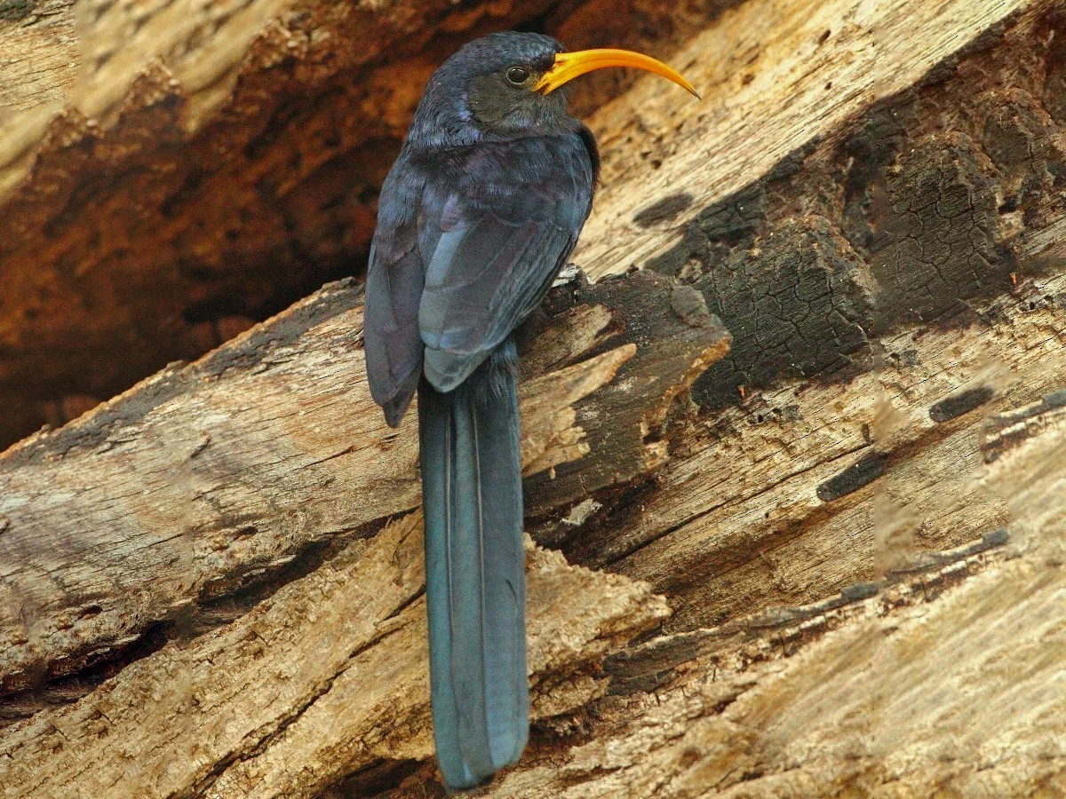 Abyssinian Scimitarbill | Unsung Animals Wiki | Fandom