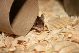 African Pygmy Mouse | Unsung Animals Wiki | Fandom