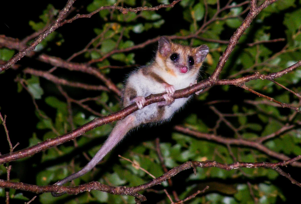 Monito Del Monte Dromiciops Gliroides Or Little Mountain Monkey A The