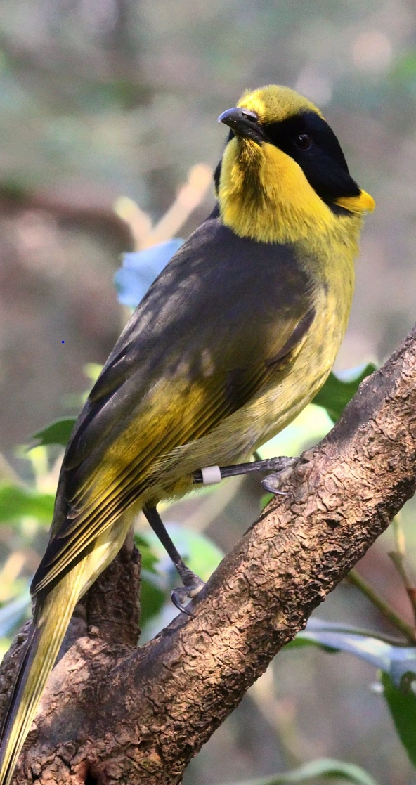 Helmeted Honeyeater | Unsung Animals Wiki | Fandom