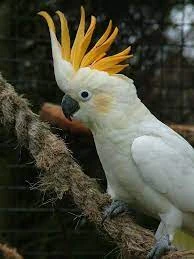 Category:Granivore | Unsung Animals Wiki | Fandom