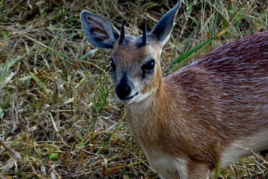 Cape Grysbok
