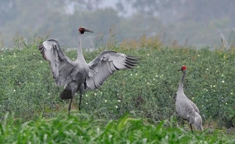 Brolga | Unsung Animals Wiki | Fandom