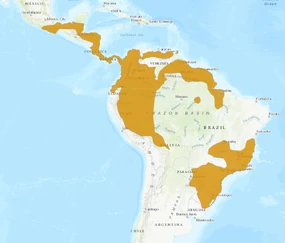 Yapok (Water Opossum) | Unsung Animals Wiki | Fandom