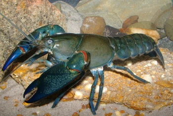 Common Yabby | Unsung Animals Wiki | Fandom