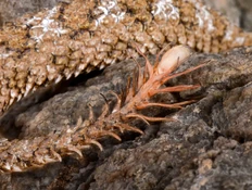 Spider-tailed Horned Viper | Unsung Animals Wiki | Fandom