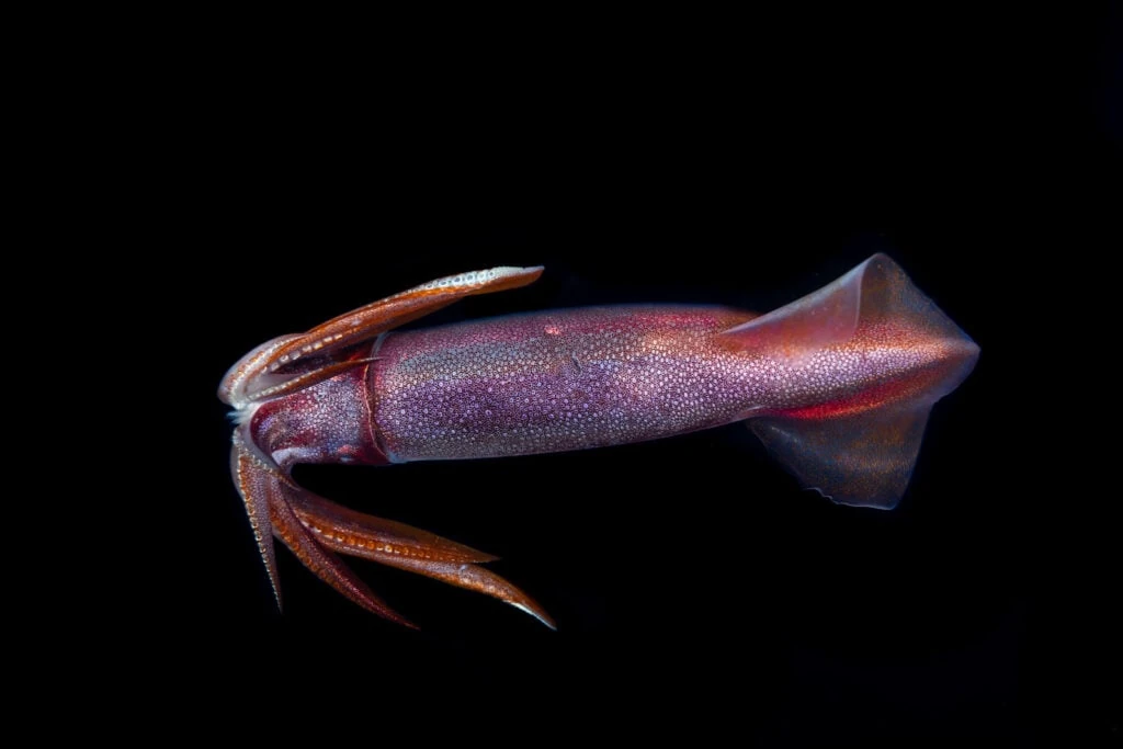 Neon Flying Squid | Unsung Animals Wiki | Fandom