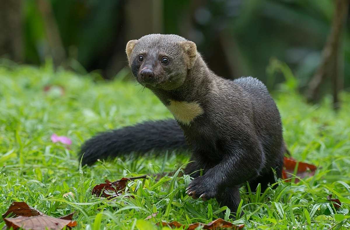Tayra | Unsung Animals Wiki | Fandom