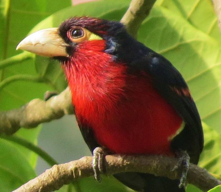 Double-toothed Barbet | Unsung Animals Wiki | Fandom
